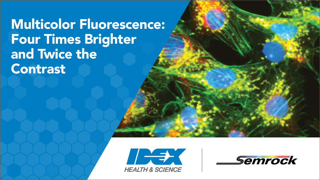 Multicolor Fluorescence: Four Times Brighter and Twice the Contrast